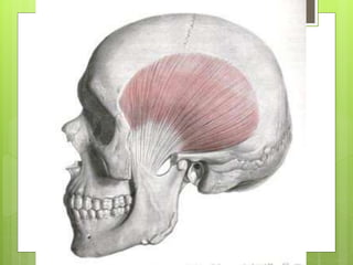 anatomia de las REGIONES OCCIPITOFRONTAL Y TEMPORAL, (oído) | PPTX