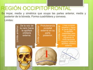 anatomia de las REGIONES OCCIPITOFRONTAL Y TEMPORAL, (oído) | PPTX