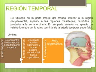 anatomia de las REGIONES OCCIPITOFRONTAL Y TEMPORAL, (oído) | PPTX