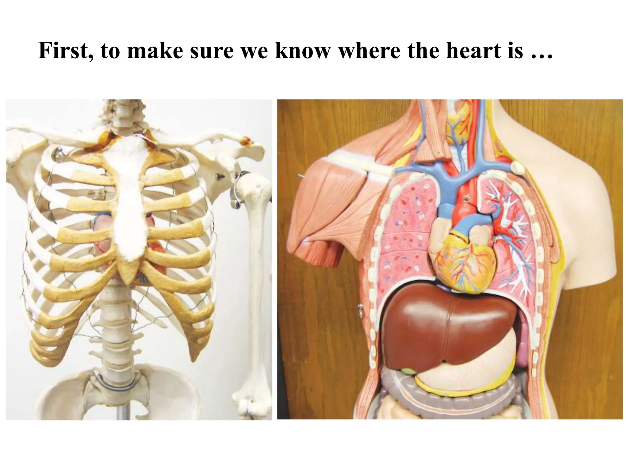 A brief introduction to the standard 12-lead ECG (EKG) | PPT