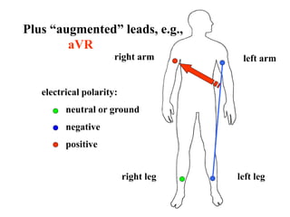 A brief introduction to the standard 12-lead ECG (EKG) | PPT