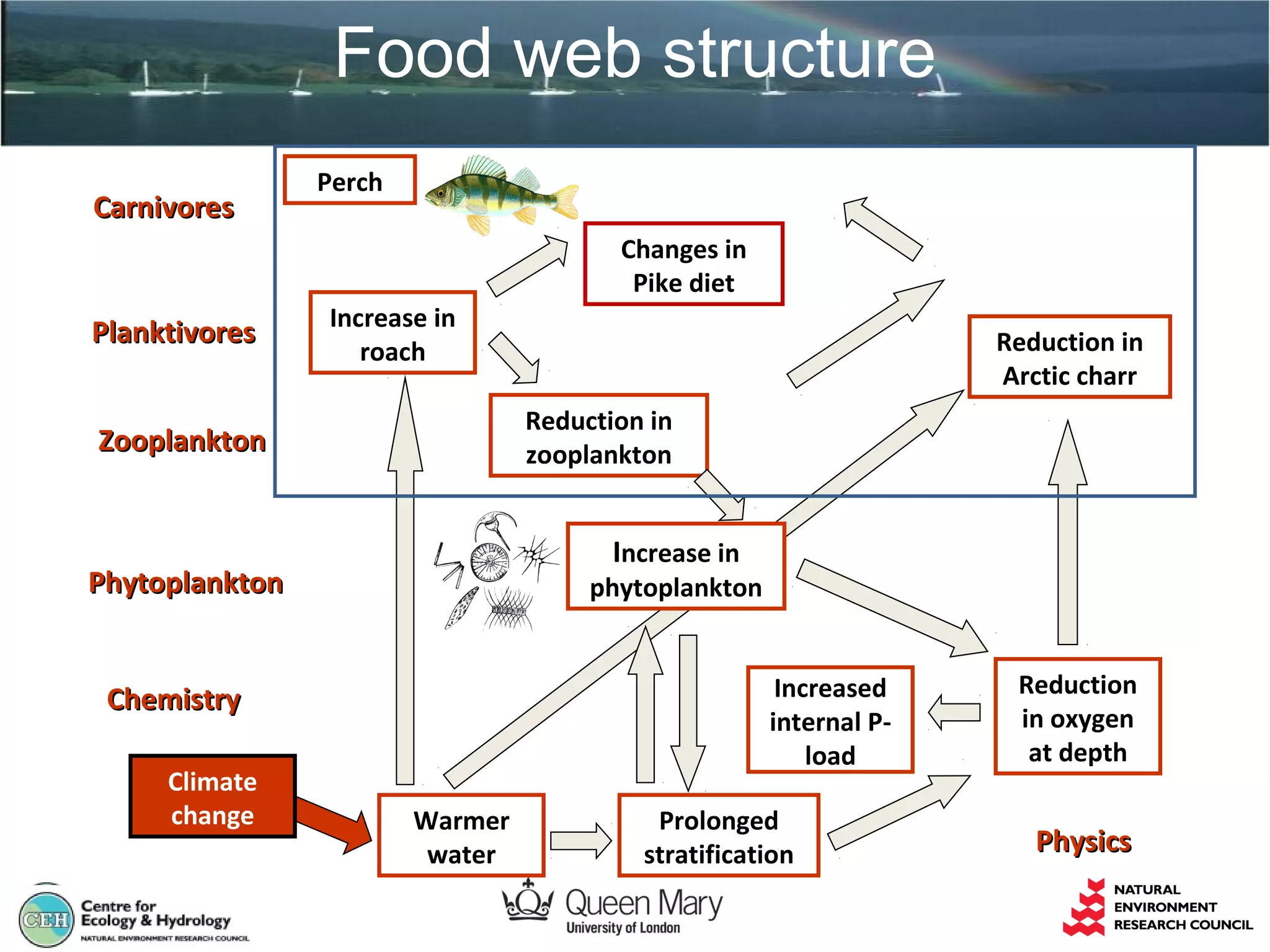 Altered food web structure | PPT | Biological Sciences | Science