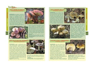 Euskal Herriko Perretxikoak | PDF