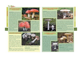 Euskal Herriko Perretxikoak | PDF