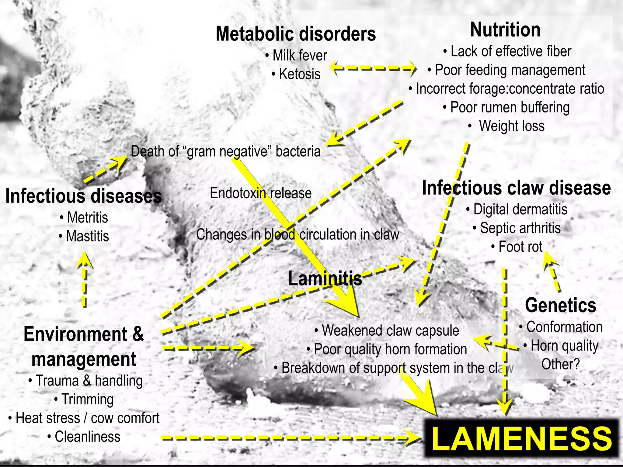 Lameness, Hoof, and Leg Issues in Dairy Cattle- Ernest Hovingh | PPTX