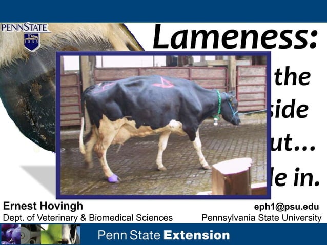 Lameness, Hoof, and Leg Issues in Dairy Cattle- Ernest Hovingh | PPTX ...