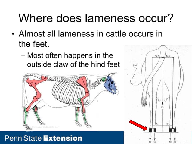 Lameness, Hoof, and Leg Issues in Dairy Cattle- Ernest Hovingh | PPTX ...