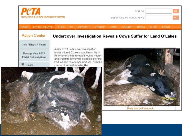 Lameness, Hoof, and Leg Issues in Dairy Cattle- Ernest Hovingh | PPTX ...