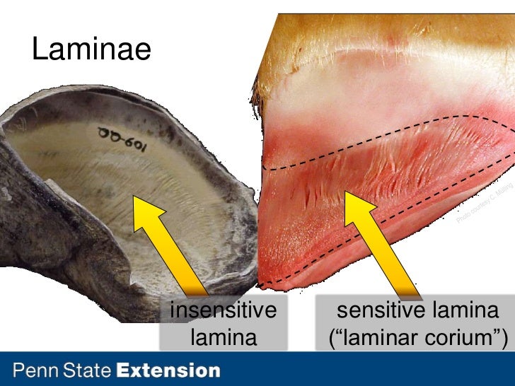 Lameness, Hoof, and Leg Issues in Dairy Cattle- Ernest Hovingh