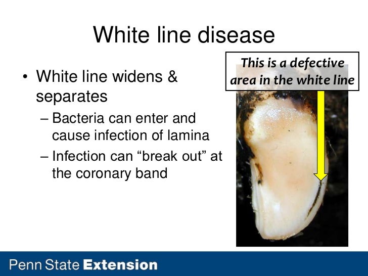 Lameness, Hoof, and Leg Issues in Dairy Cattle- Ernest Hovingh