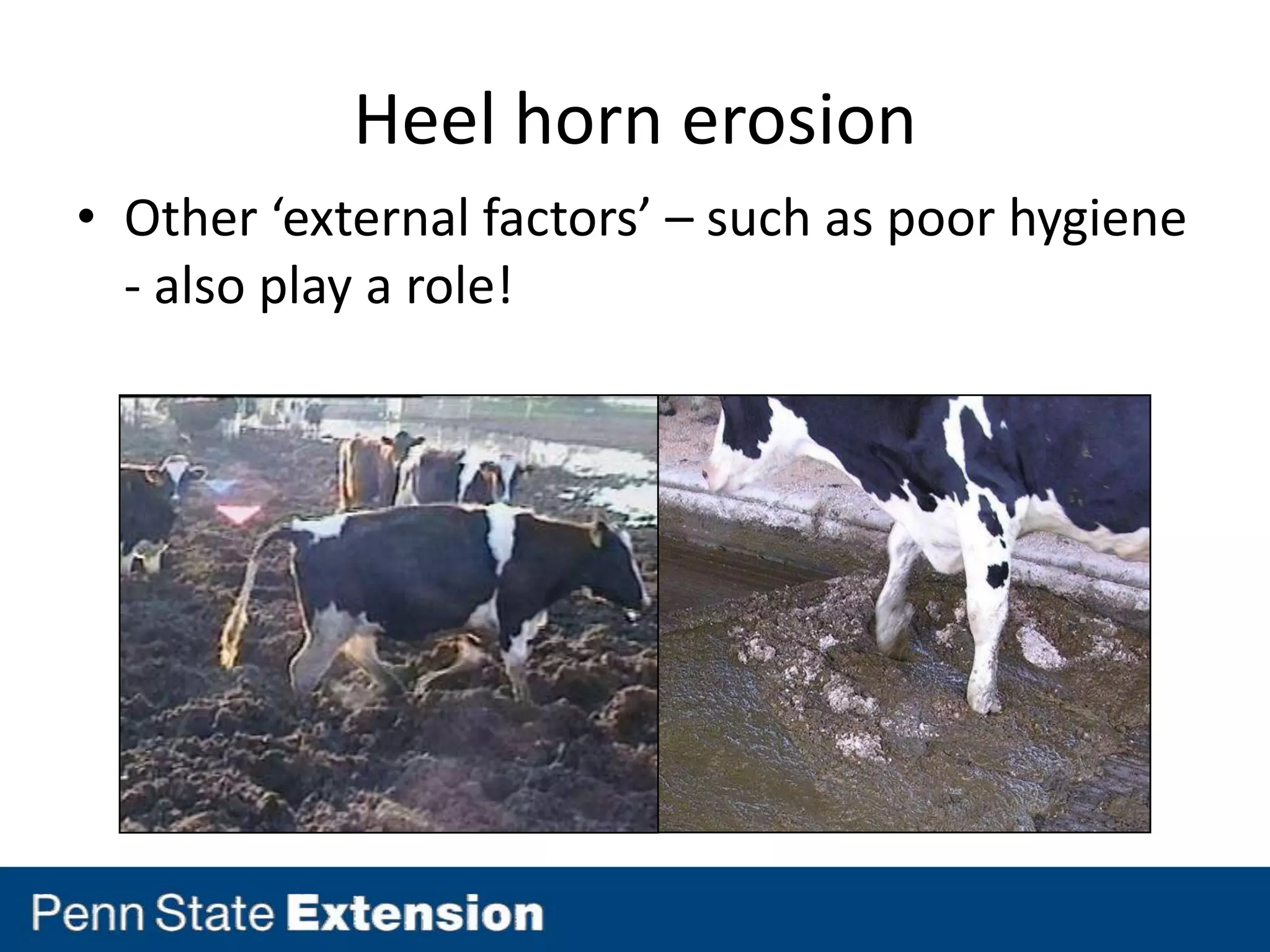 Lameness, Hoof, and Leg Issues in Dairy Cattle- Part 2 | PPTX