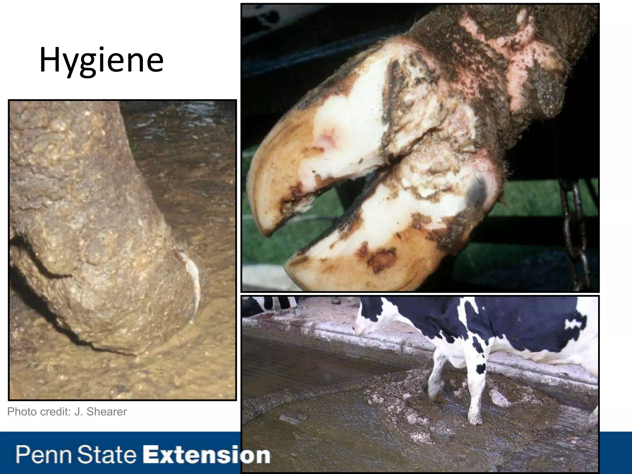 Lameness, Hoof, and Leg Issues in Dairy Cattle- Part 2 | PPTX