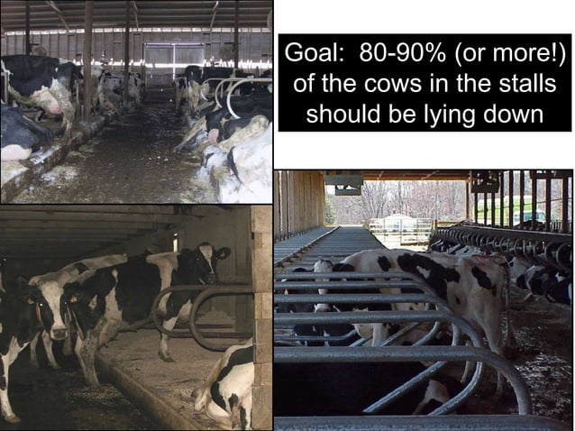 Lameness, Hoof, and Leg Issues in Dairy Cattle- Part 2 | PPTX