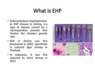 EHP disease affected in shrimp cultivation.pptx