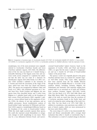 Ehret et-al.-2012 carcharodon-hubbelli | PDF