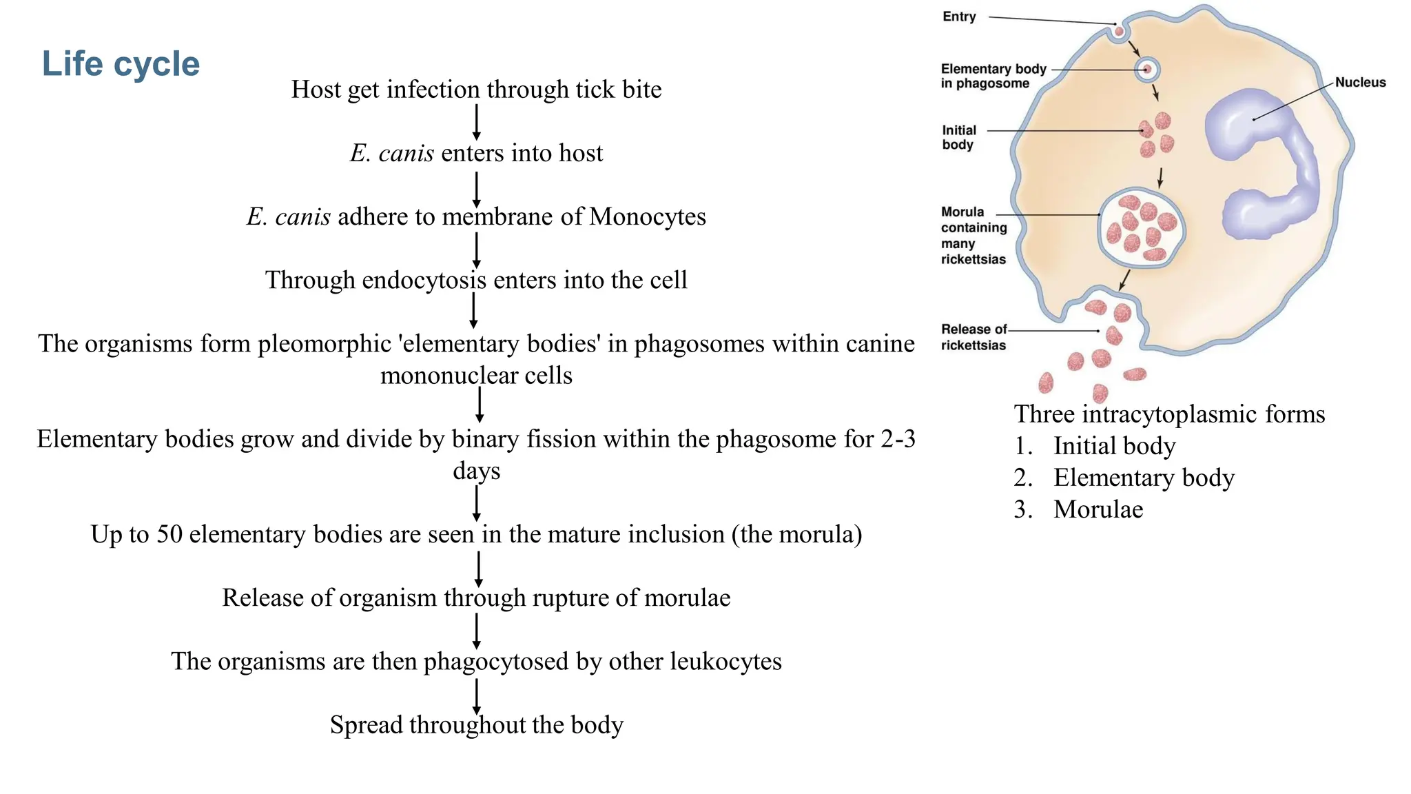 Ehrlichiosis based presentation in dog and cat.pdf