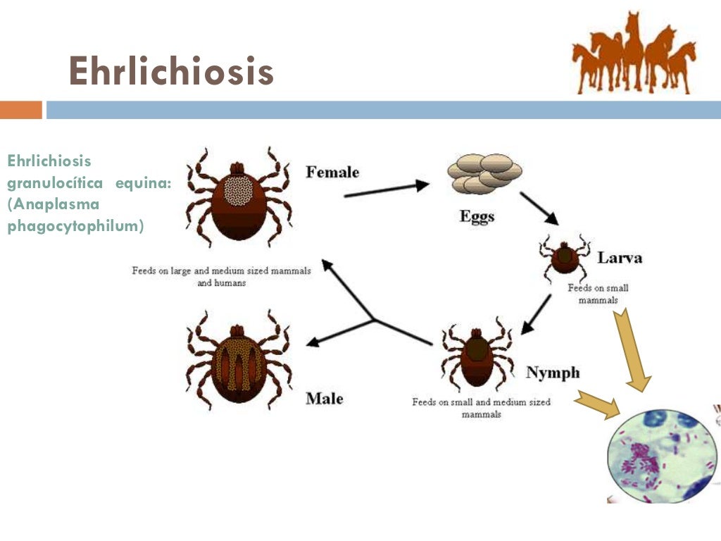 Ehrlichiosis equina..