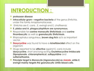 Ehrlichiosis in dog with photograph.pptx
