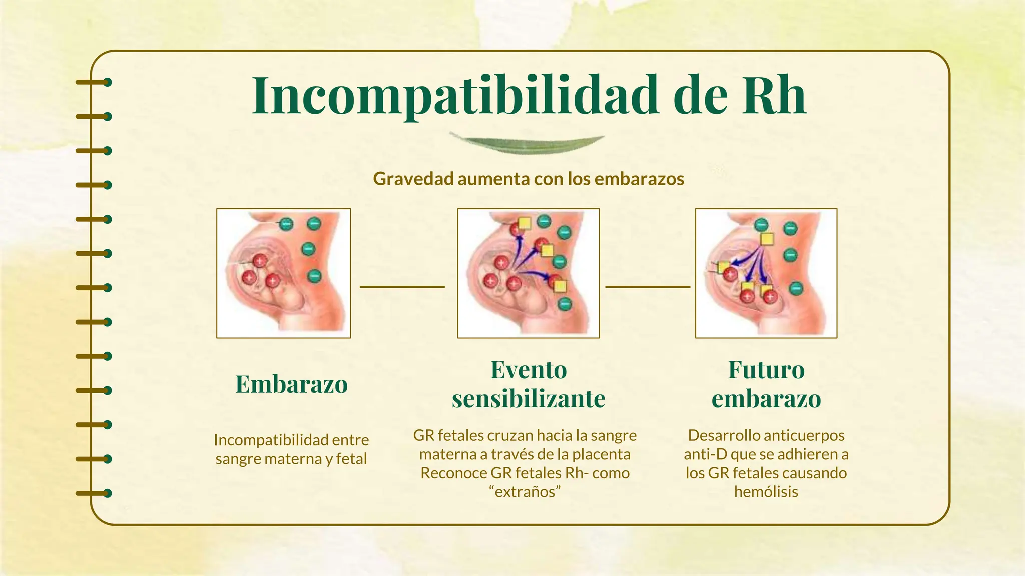 Enfermedad Hemolítica del Recién Nacido por Incompatibilidad Rh Y ABO ...