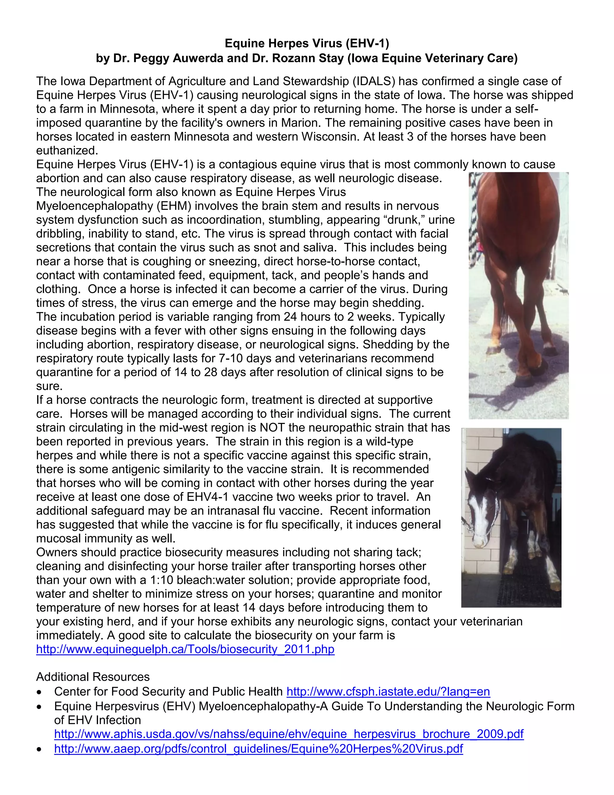 Equine Herpes Virus | PDF