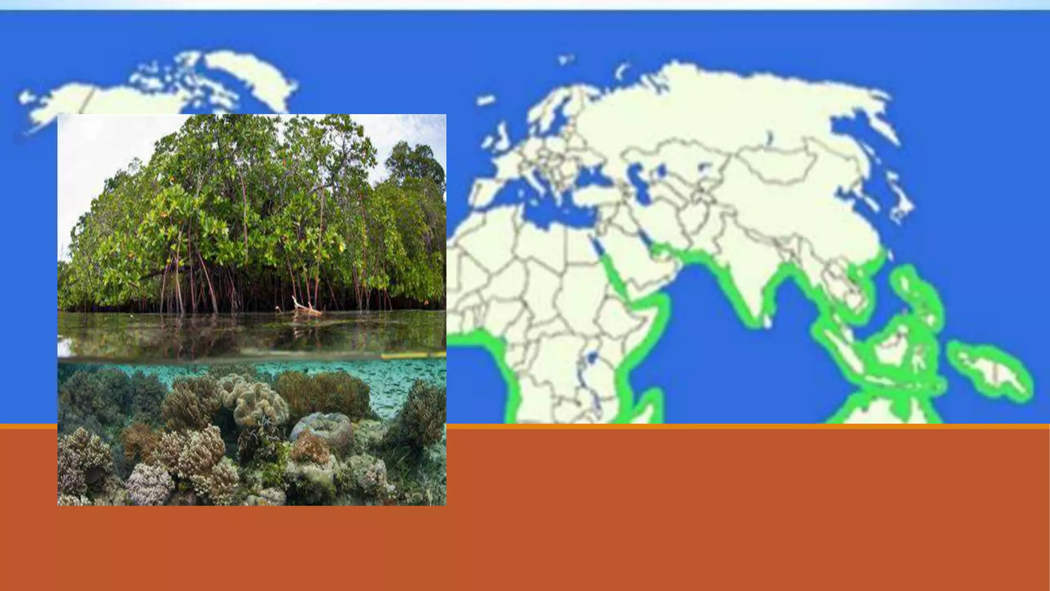 Mangroves.ppt