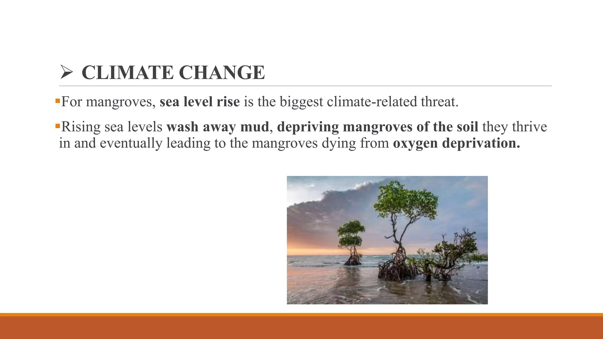 Mangroves.ppt