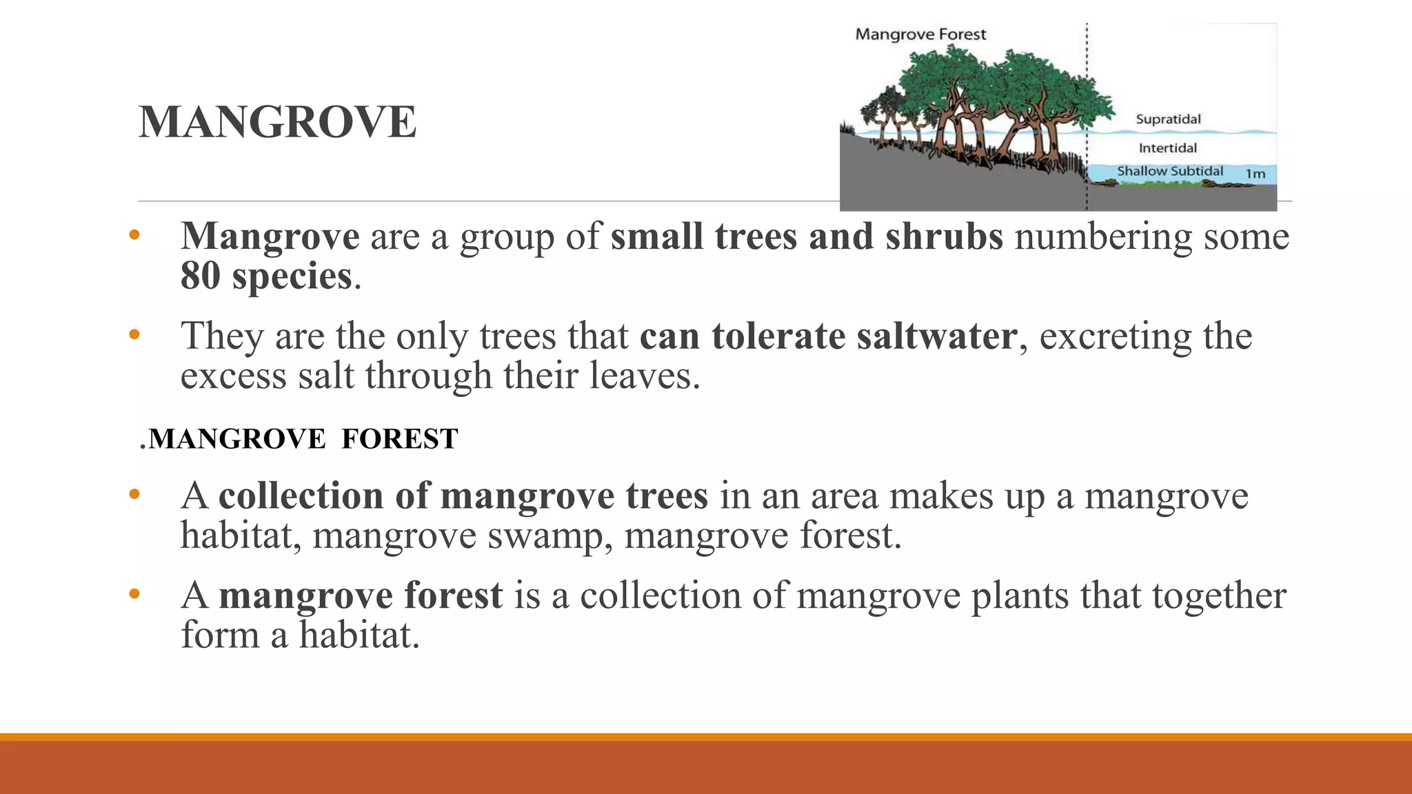 Mangroves.ppt