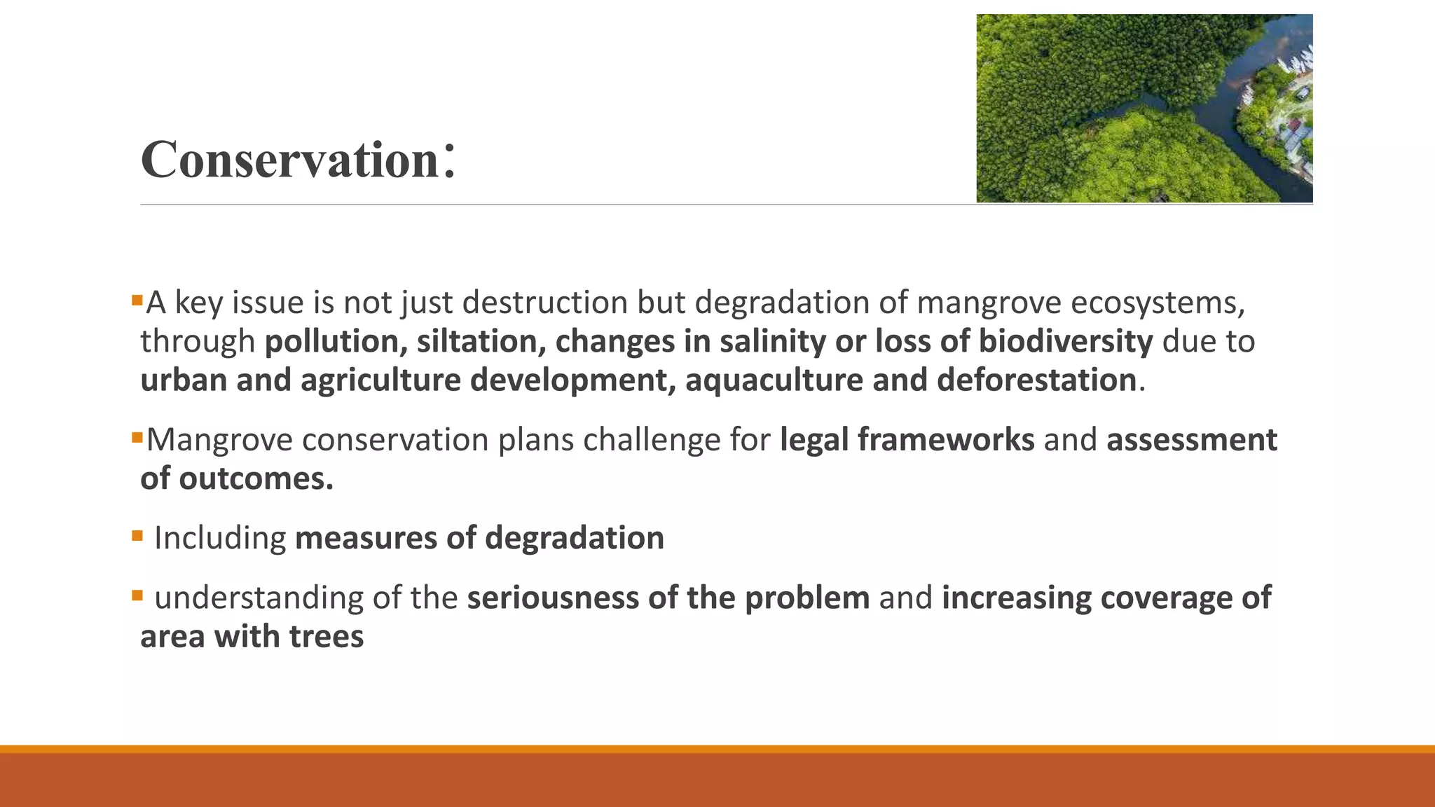 Mangroves.ppt