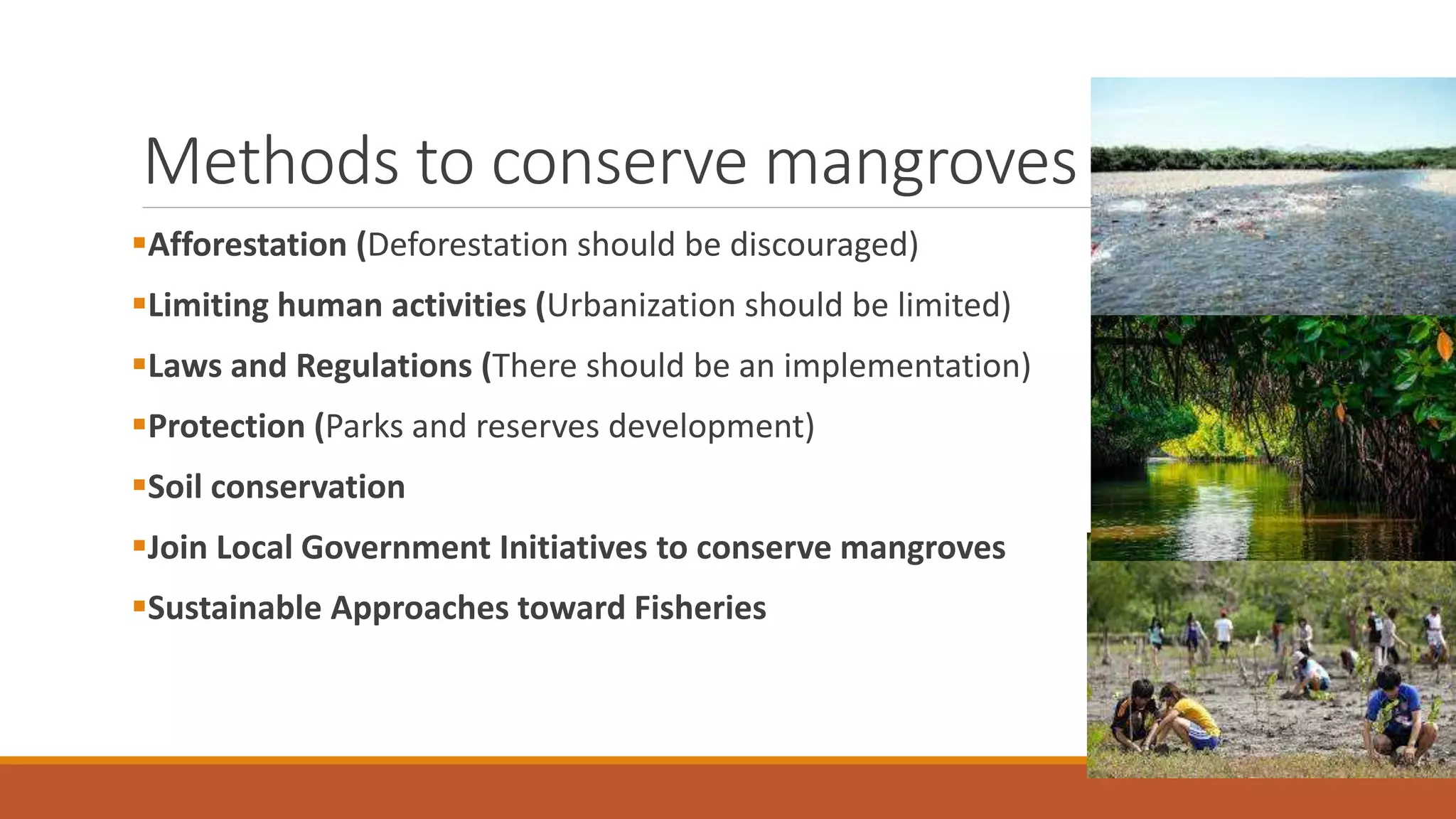 Mangroves.ppt