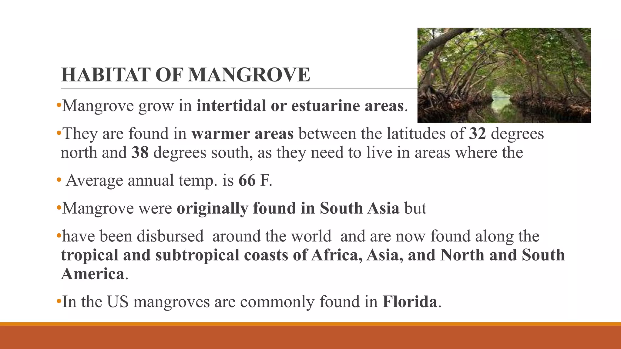 Mangroves.ppt