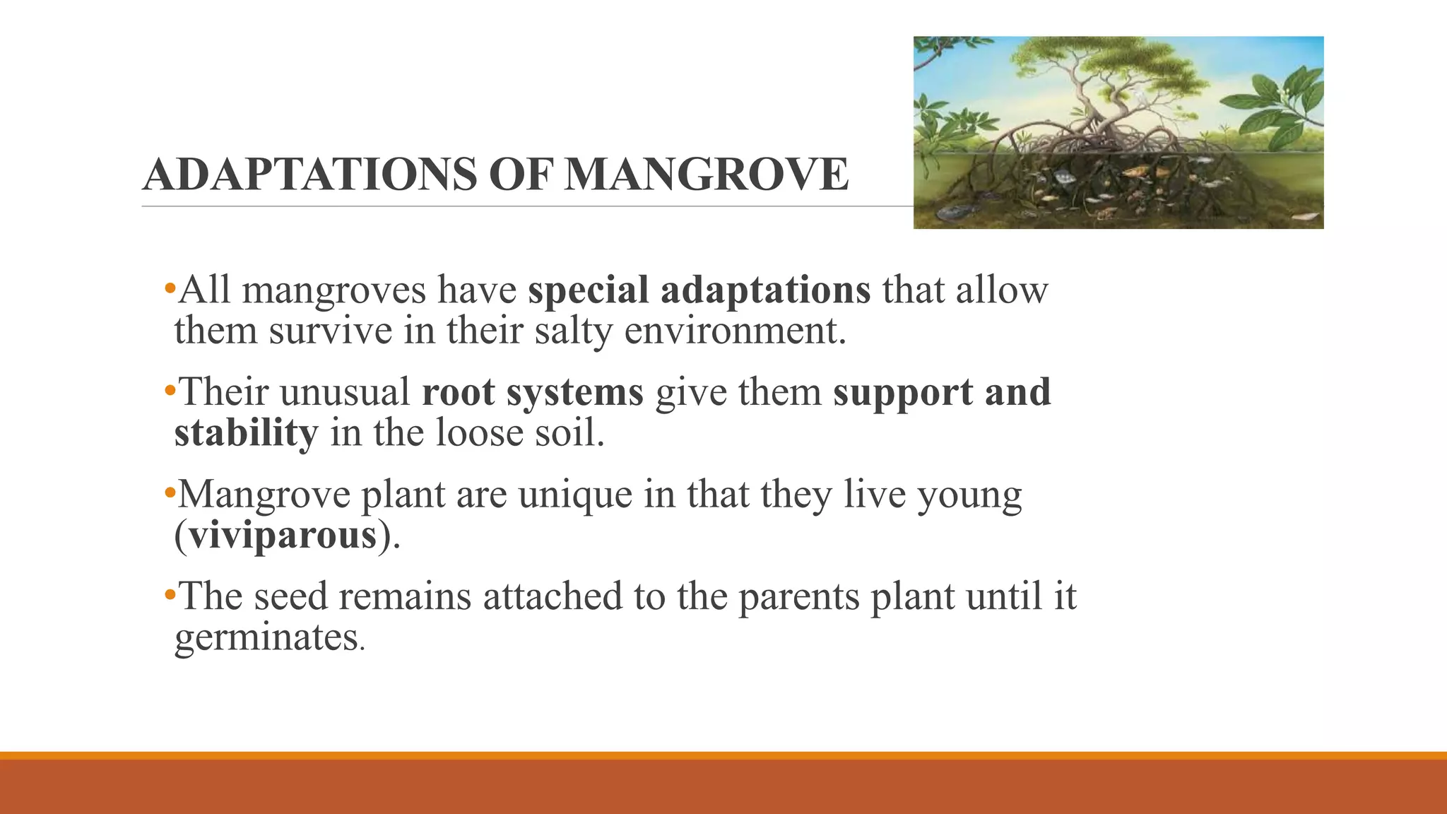 Mangroves.ppt