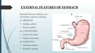 SURGICAL ANATOMY OF STOMACH AND DUODENUM-RAJESH 3.pptx