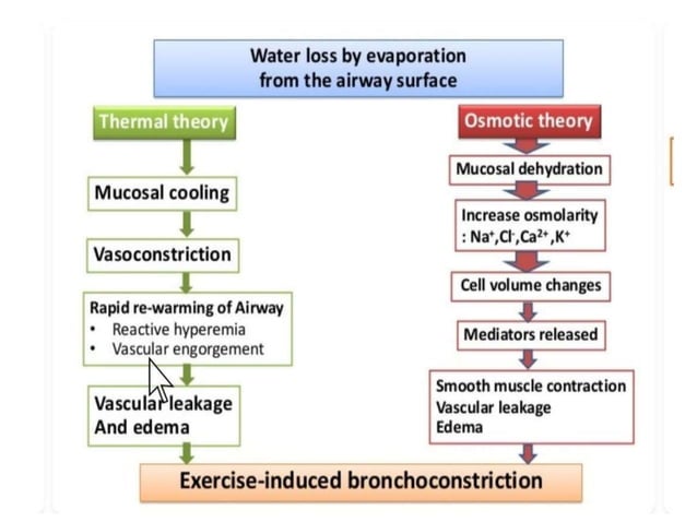 EXERCISE INDUCED BRONCHIAL OBSTRUCTION | PPT