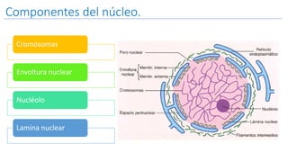 Estructura y función celular, El nucleo celular | PDF
