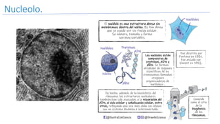 Estructura y función celular, El nucleo celular | PDF