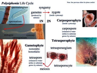 Eichler System of Classification.pptx