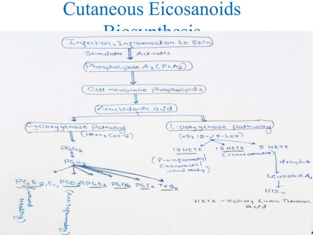Eicosanoids in skin inflammation | PPT