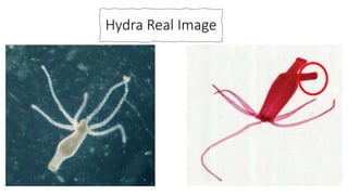 eighth section zoology laboratory guide.pptx