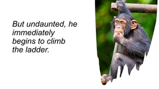 Eight monkeys put in a room- Rational thinking | PPTX