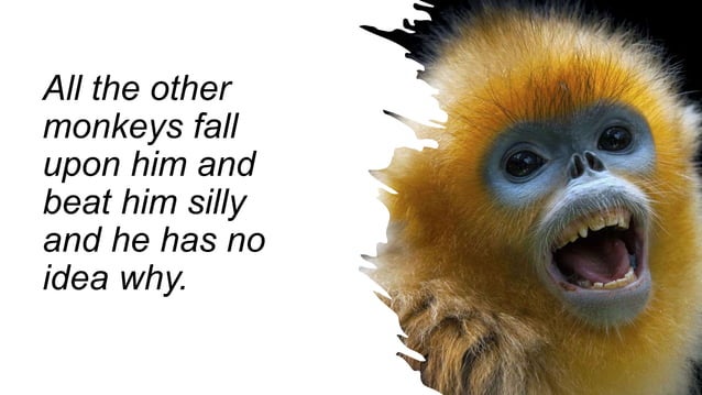 Eight monkeys put in a room- Rational thinking | PPT
