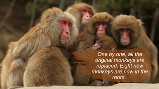Eight monkeys put in a room- Rational thinking | PPTX