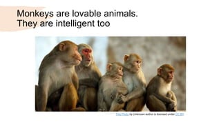 Eight monkeys put in a room- Rational thinking | PPTX