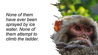Eight monkeys put in a room- Rational thinking | PPTX