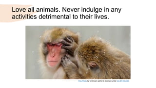 Eight monkeys put in a room- Rational thinking | PPTX