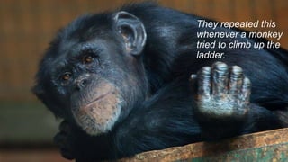 Eight monkeys put in a room- Rational thinking | PPTX