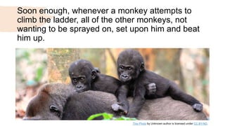 Eight monkeys put in a room- Rational thinking | PPTX
