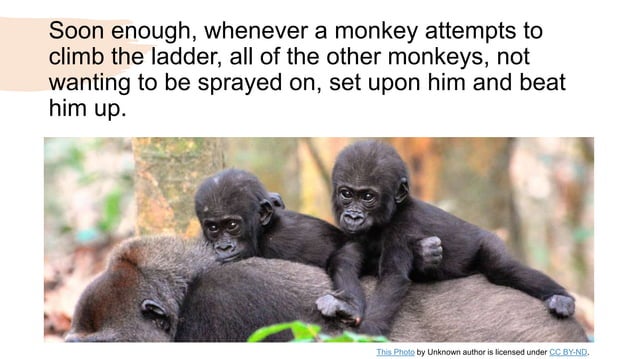 Eight monkeys put in a room- Rational thinking | PPT