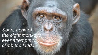 Eight monkeys put in a room- Rational thinking | PPTX