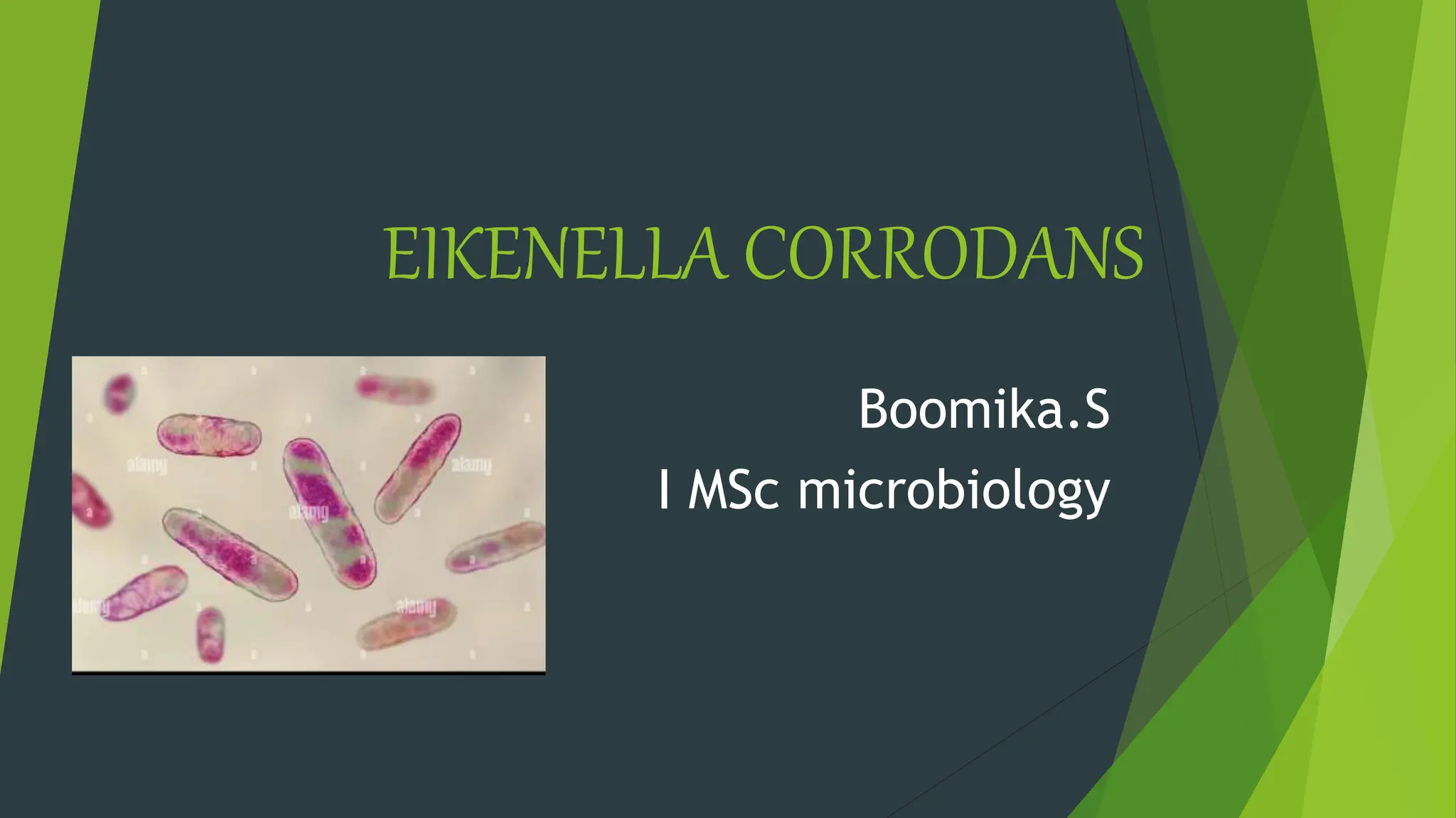 Eikinella corrodans ppt.pathogenic Bacteria | PPTX