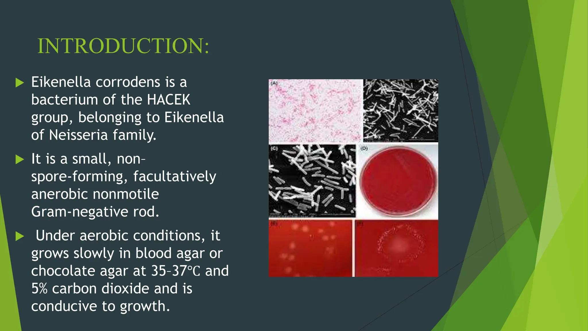 Eikinella corrodans ppt.pathogenic Bacteria | PPTX